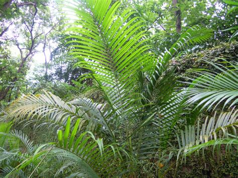 The Collection Of Different Trees And Plants With Different Colors And Different Types Of Shapes