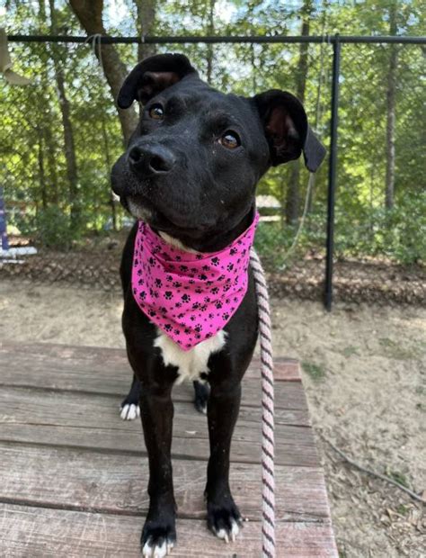 Dora A Sweet Girl Who Loves To Play Wet Nose Wednesday