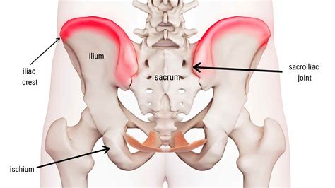 Iliac Crest Pain Syndrome Causes And Treatment Spinal Backrack