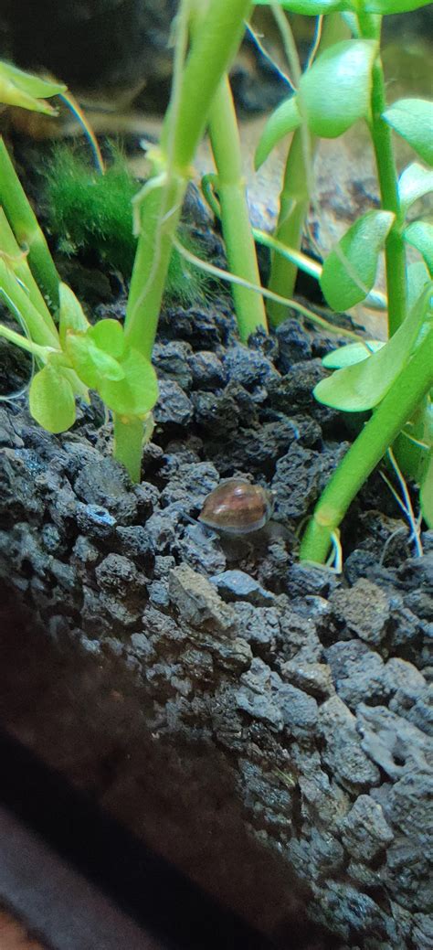 Surinam Cockroach As Monitor Feeder Rmonitorlizards