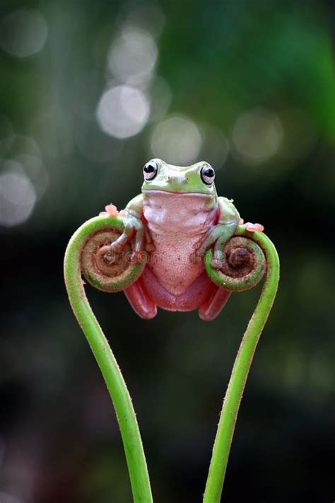 Beautiful Dumpy Frog In Reflection Stock Image Image Of Beautiful Jungle 103730797