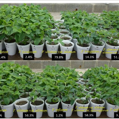 Pathogenicity Test Results Of Pythium Spp In Greenhouse Soybean Seeds