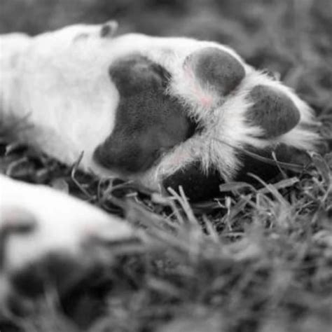 Cuál Es El Costo Para Tramitar La Cédula Profesional Este 2023 Infobae