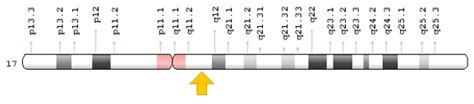 The Role Of Mutations On Gene Nf1 In Neurofibromatosis Type 1 Syndrome