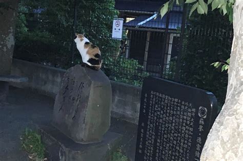 徳富蘇峰石碑顕彰碑見る遊ぶ公式逗子市 観光ワーケーションサイト 逗子旅