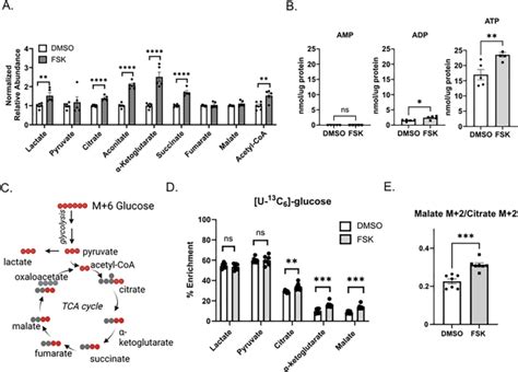 柠檬酸线粒体代谢和外排调节 Bewo 分化 Scientific Reports X Mol