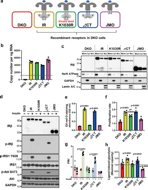 Kinase And Domain Dependent Roles Of Ir In Regulating Metabolism And