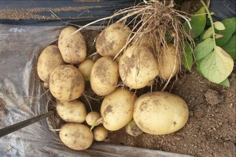 감자 심는 시기와 방법