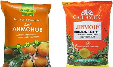 Лимон из косточки Фото ростка выращивание в домашних условиях