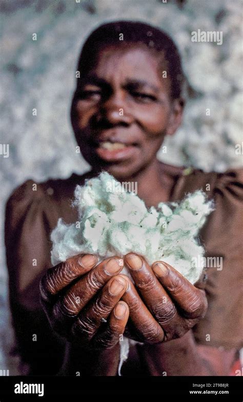 Tanzania Women Are Sorting The Harvest Of Cotton Inside A Storage