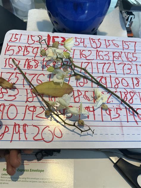 What Am Doing Wrong Rorchids