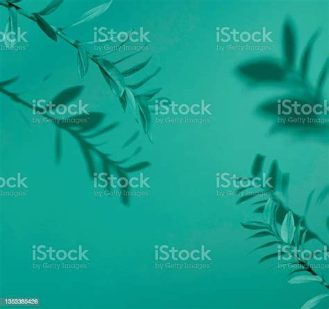 가지에서 자연 배경 프레임 그림자 복사 공간이있는 녹색 식물 화장품과 미용에 대한 신선한 배경 가지 파스텔 톤 부드러운 초점 개념에 대한 스톡 사진 및 기타 이미지 Istock