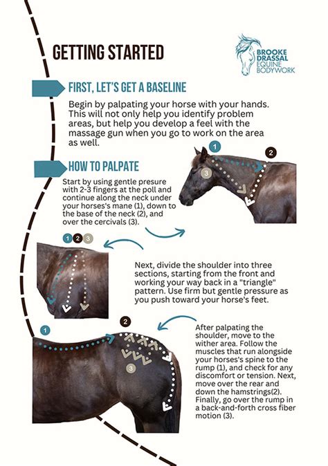 Horse Owners Guide To Using A Massage Gun