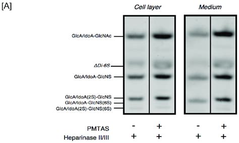 Characterization Of Proteoglycans Based On Hydrodynamic Size A High
