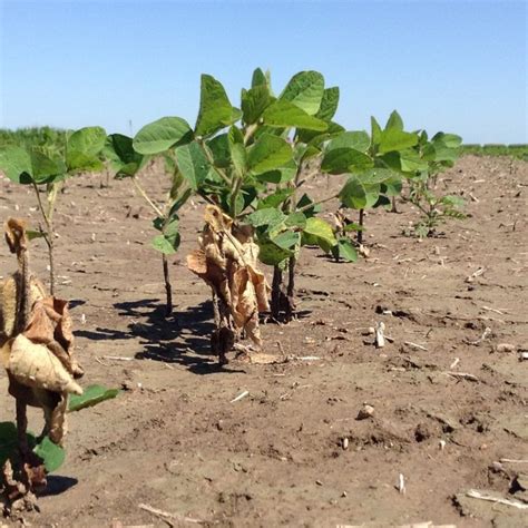 Phytophthora Seedling Damping Off And Root Rot Osu Soybean Diseases