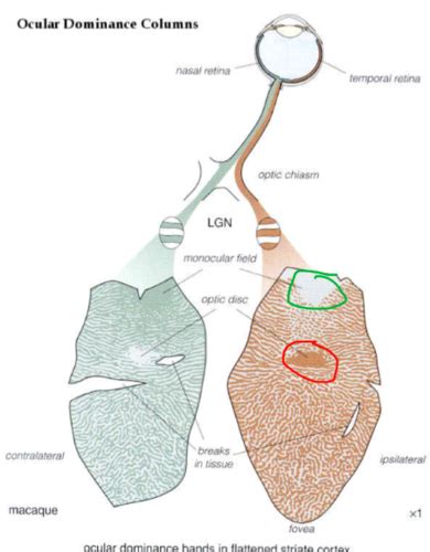 L7 Primary Visual Cortex Flashcards Quizlet