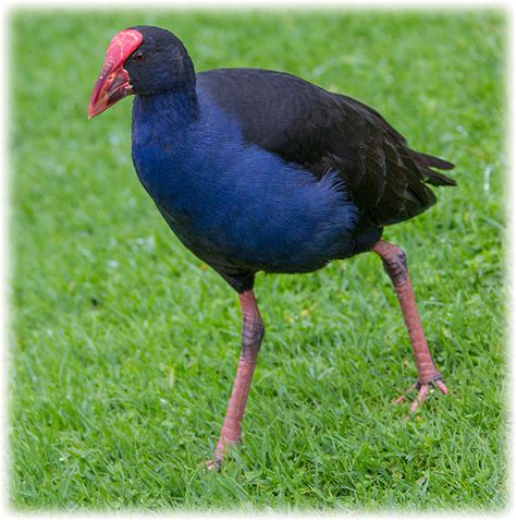 Birding Bird Watching At Western Springs In Auckland New Zealand