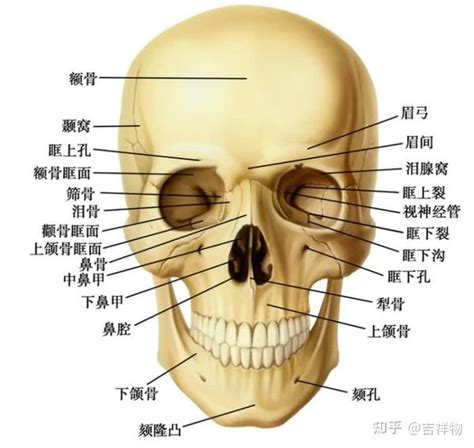 系统解剖学笔记1 颅骨 知乎