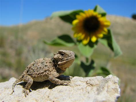 The Ballad Of Ol Rip The Horny Toad That Wouldnt Die Atlas Obscura