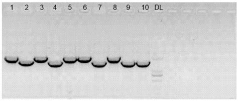 一种pd1人源化balb C小鼠模型的构建方法及其应用与流程 2
