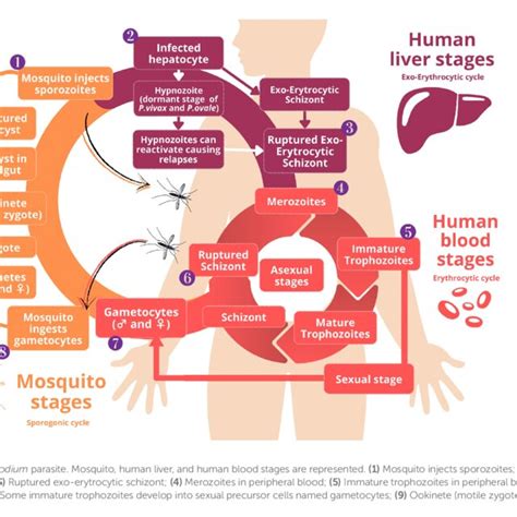 Pdf Advances And Challenges In Automated Malaria Diagnosis Using