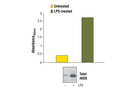 Pathscan® Total Inos Sandwich Elisa Kit Cell Signaling Technology