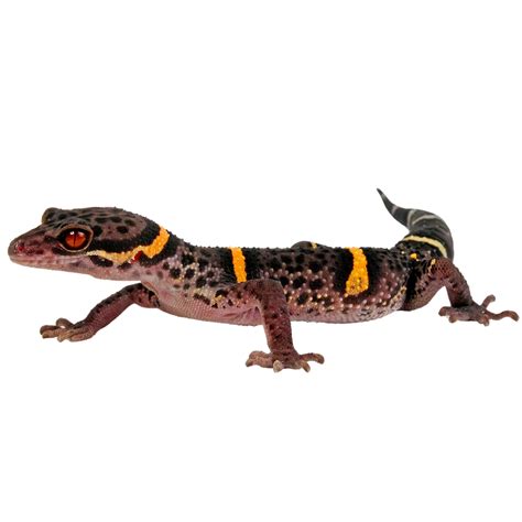 Chinese Cave Gecko Reptichip Llc