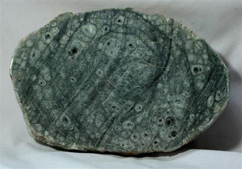 Pteridophyta Fossil