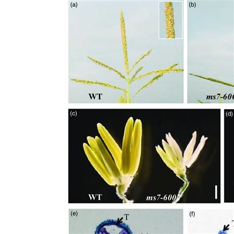 Pdf Construction Of A Multi Control Sterility System For A Maize Male