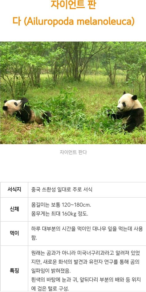 더쿠 판다는 큰 곰일까 작은 곰일까 곰 종류별 비교