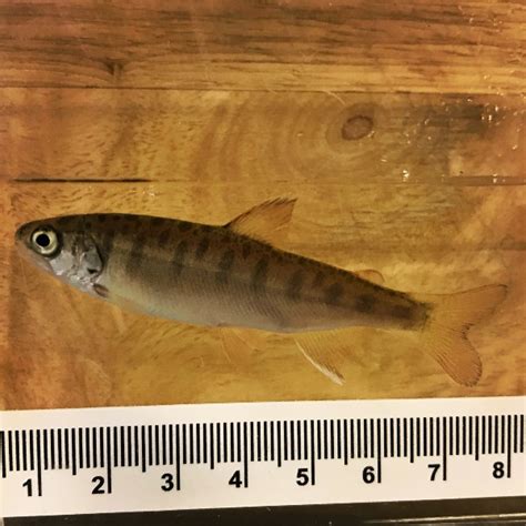 Salmon Eye Charters What Is Salmon Enhancement