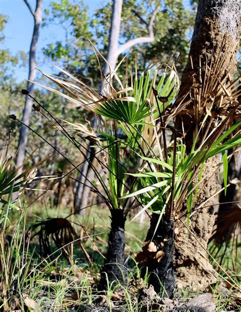 Things To Do In Litchfield National Park