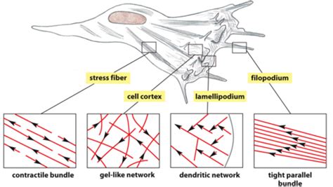 Lecture 5 Cytoskeleton Flashcards Quizlet