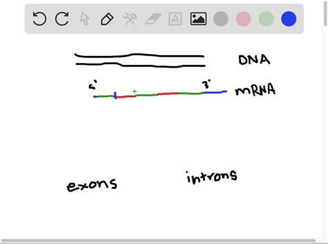 Solved Portions Of Eukaryotic Mrna Sequence That Are Removed During Rna