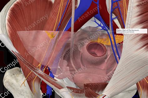 Pelvic Part Of Peritoneum Complete Anatomy