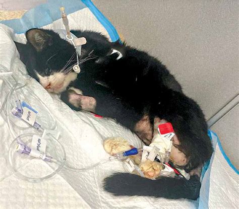 Whats Next In Fip Treatment Diagnostics Veterinary Practice News