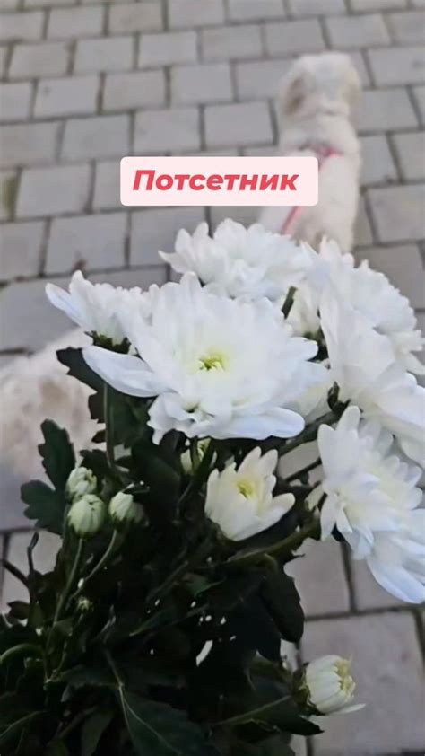 М р по аутизам и ИП логопед спец Викторија Сиљаноска Кочова Потсетник за сите што во еден