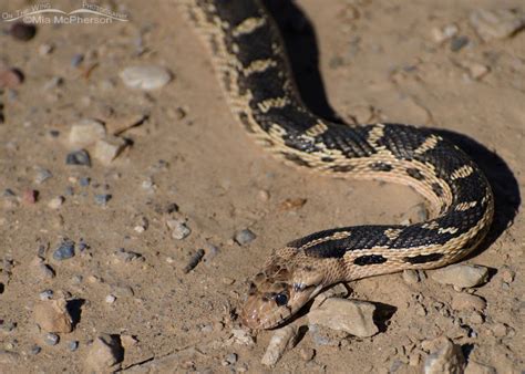 Gopher Snake