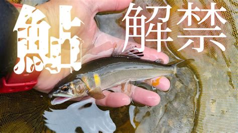 【鮎釣り】【友釣り】暗がりでオトリを選ぶ鮎の解禁日。 Youtube