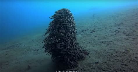 Hypnotic School Of Young Striped Eel Catfish Boing Boing