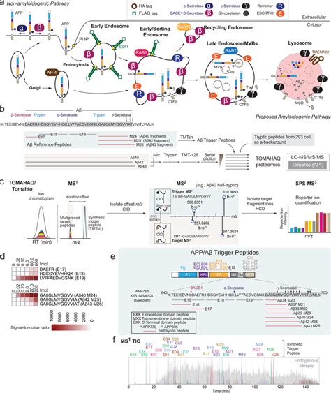 A Toolkit For Analysis Of App Processing In The Endolysosomal System A Download Scientific