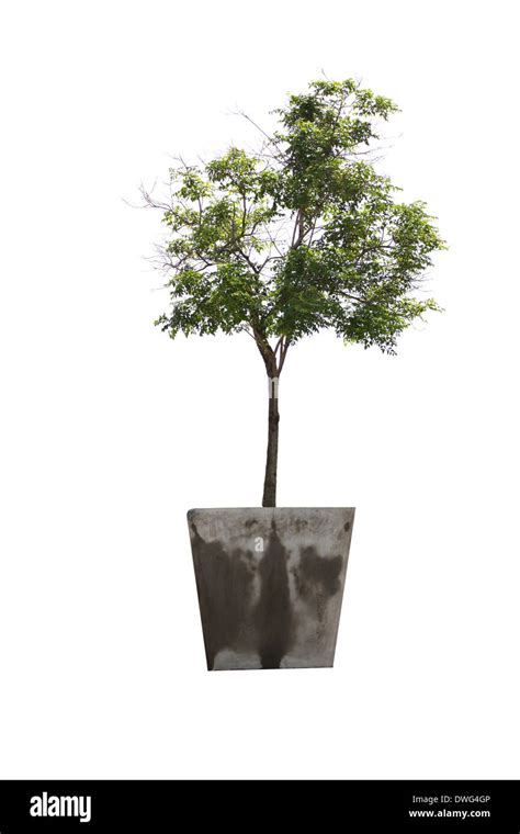 Tree In Potted On White Background Stock Photo Alamy