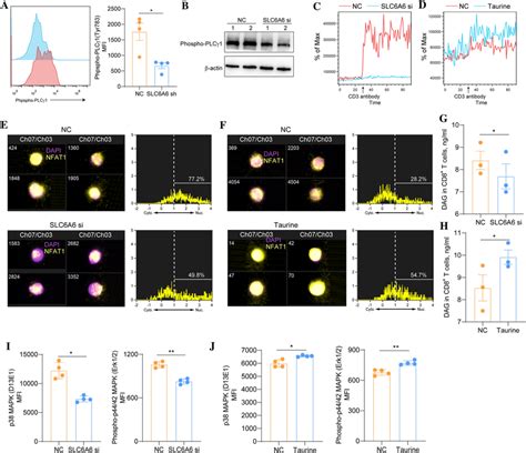 Plcγ1 Mediated Calcium Flux And Mapk Signaling Pathways Are Declined In Download Scientific