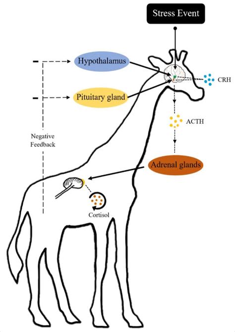 Activation Of A Hormonal Cascade Along The HPA Axis When Coping With Download Scientific