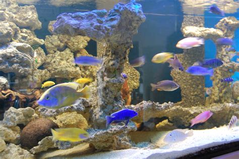Aquarium sur mesure