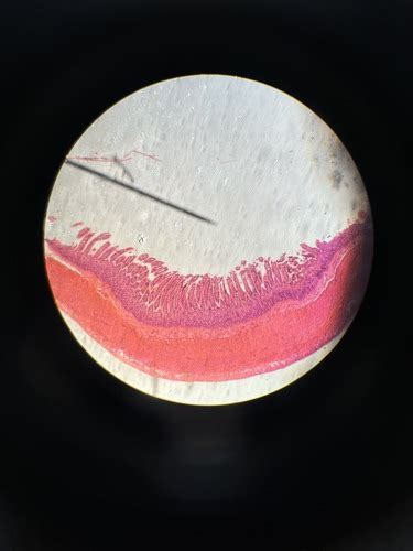 Bio 141 Lab Practical 1 Flashcards Quizlet