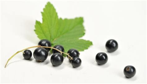 The Many Important Health Benefits Of Black Currant Ironmag