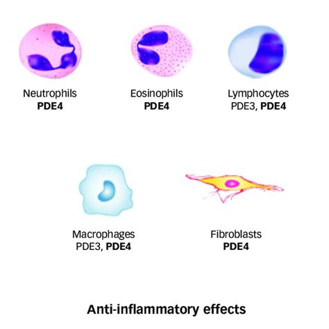 Effects Of Concomitant Phosphodiesterase 3 And 4 Inhibition The Download Scientific Diagram