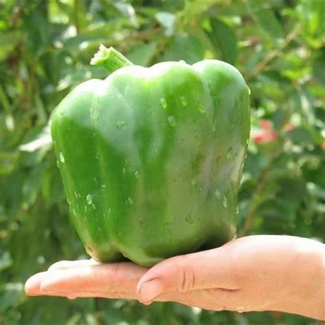【蔬果花卉之家】特大甜椒肉厚皮薄果大肉厚青椒種子甜椒王種子四季盆栽大田辣椒籽 露天市集 全台最大的網路購物市集