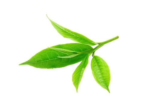 흰색 배경에 고립 된 신선한 녹차 잎 프리미엄 사진